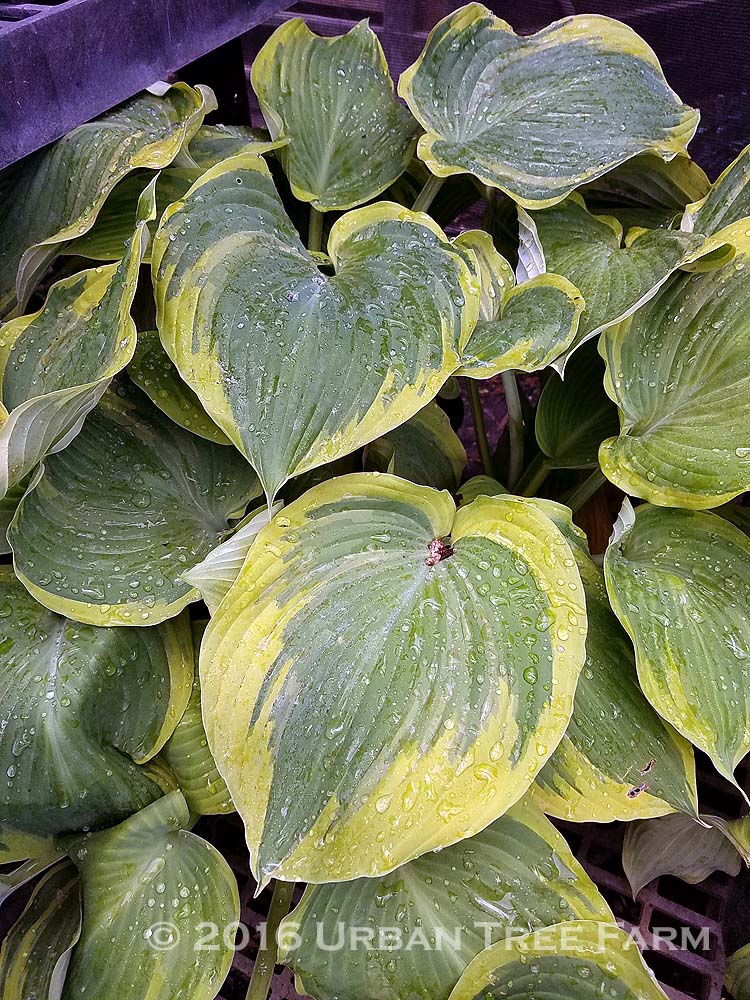 Hosta 'Earth Angel' | Urban Tree Farm Nursery