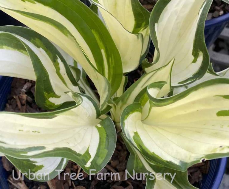 Hosta 'Fire and Ice' | Urban Tree Farm Nursery