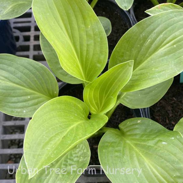 Hosta 'Royal Wedding' | Urban Tree Farm Nursery