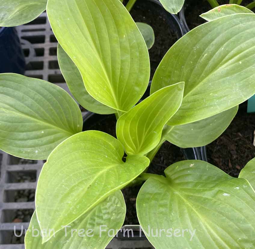 Hosta 'Royal Standard' | Urban Tree Farm Nursery