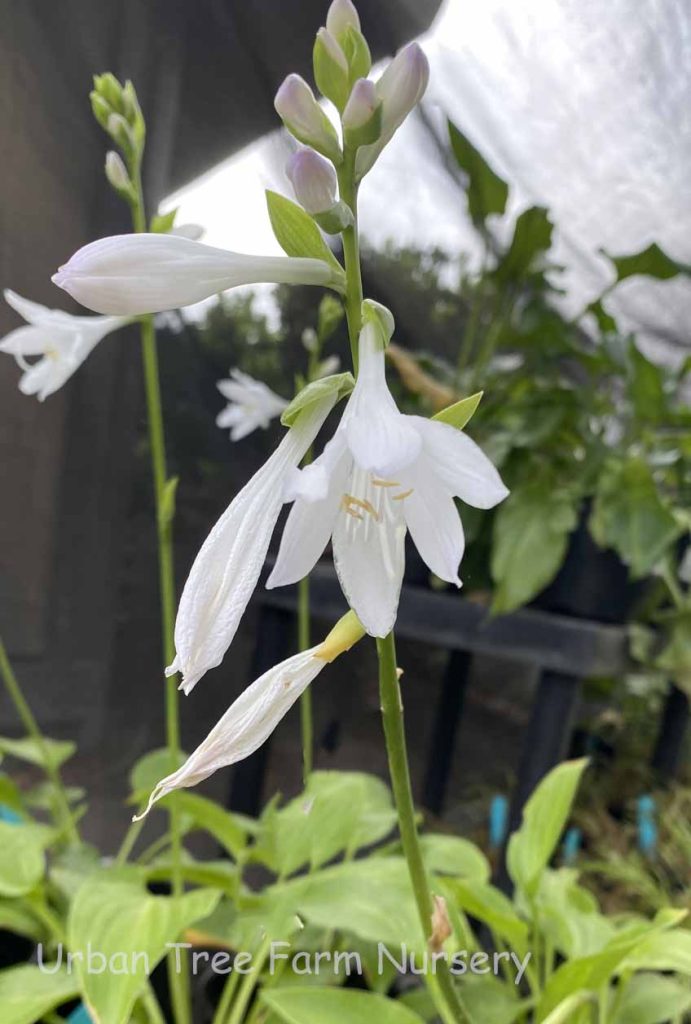 Hosta 'Royal Standard' | Urban Tree Farm Nursery
