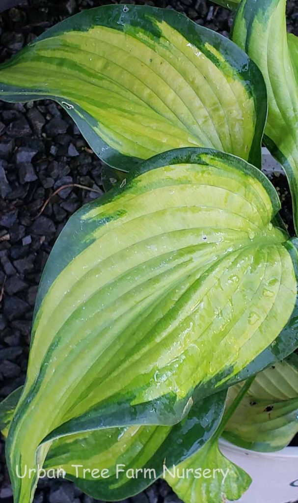 Hosta 'Stained Glass' | Urban Tree Farm Nursery