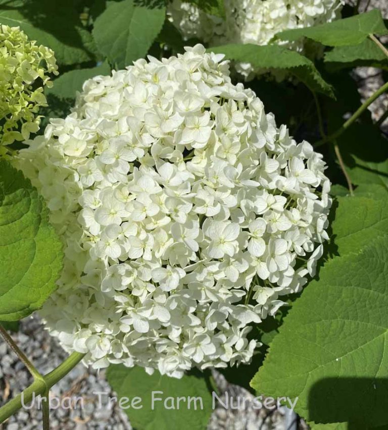 Hydrangea arborescens 'Annabelle' | Urban Tree Farm Nursery