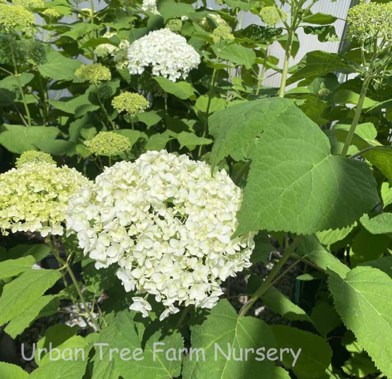 Hydrangea arborescens 'Annabelle' | Urban Tree Farm Nursery