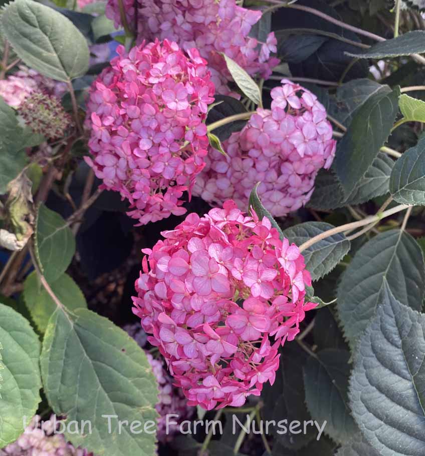 Hydrangea arborescens 'Invincibelle Ruby' | Urban Tree Farm Nursery