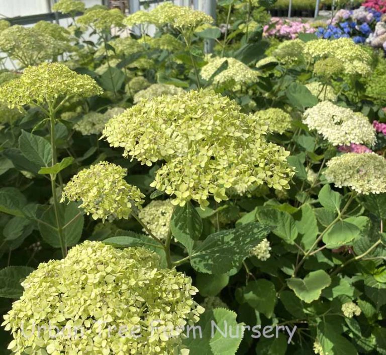 Hydrangea arborescens 'Lime Rickey' | Urban Tree Farm Nursery