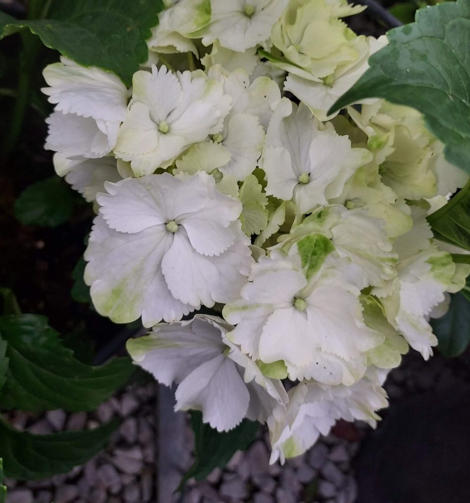 Hydrangea macrophylla 'Alaska' | Urban Tree Farm Nursery