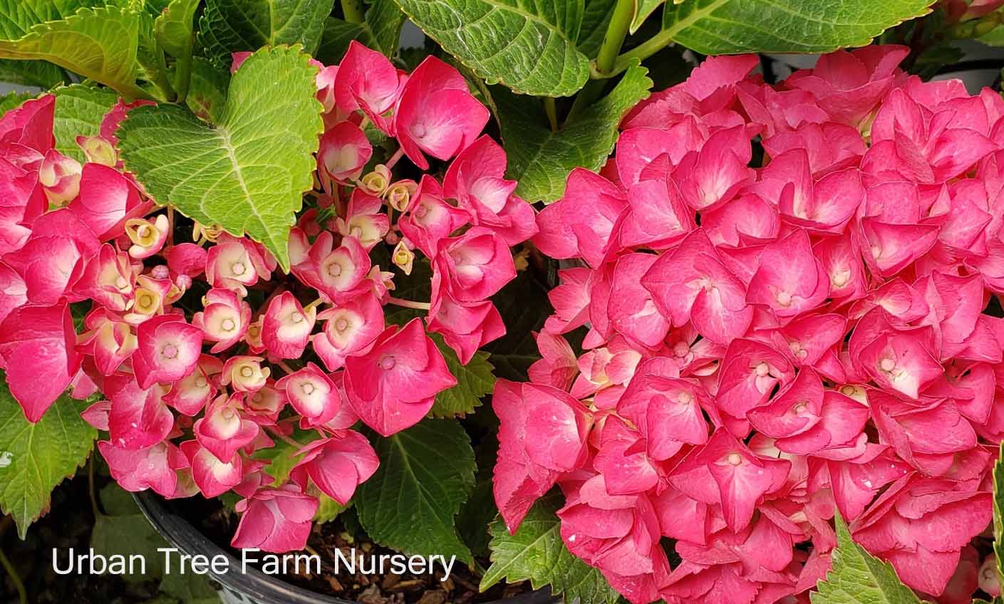 Hydrangea macrophylla 'Cityline Paris' | Urban Tree Farm Nursery