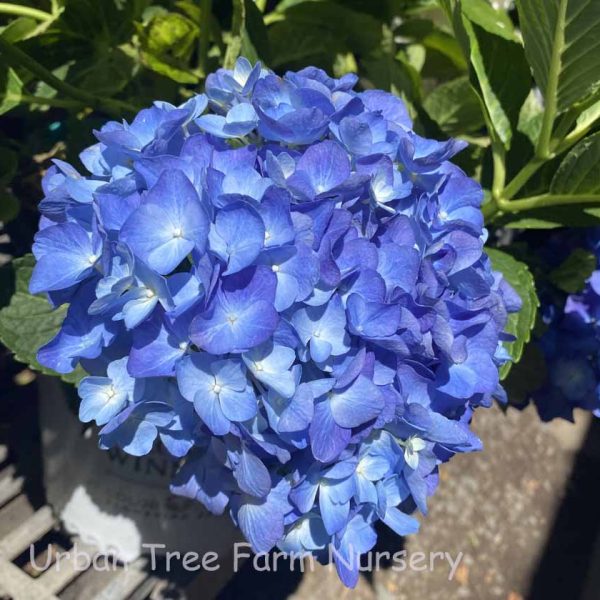 Hydrangea macrophylla 'Cityline Rio' | Urban Tree Farm Nursery