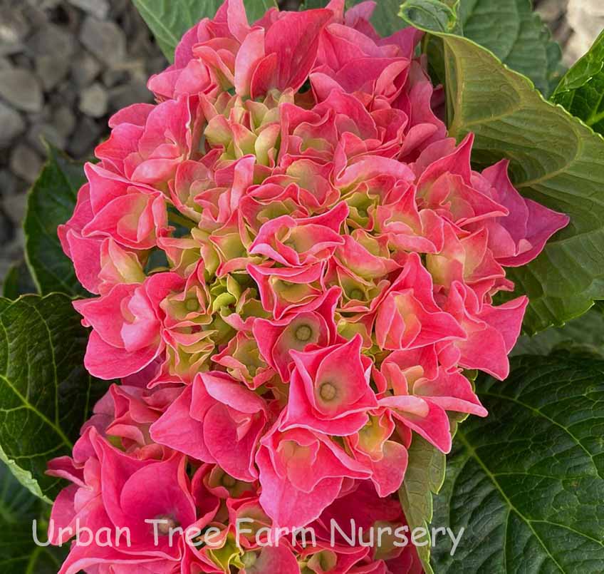 Hydrangea macrophylla 'Cityline Vienna' | Urban Tree Farm Nursery