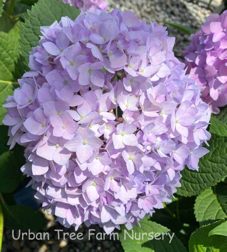 Hydrangea macrophylla 'Endless Summer Bailmer Original' | Urban Tree ...