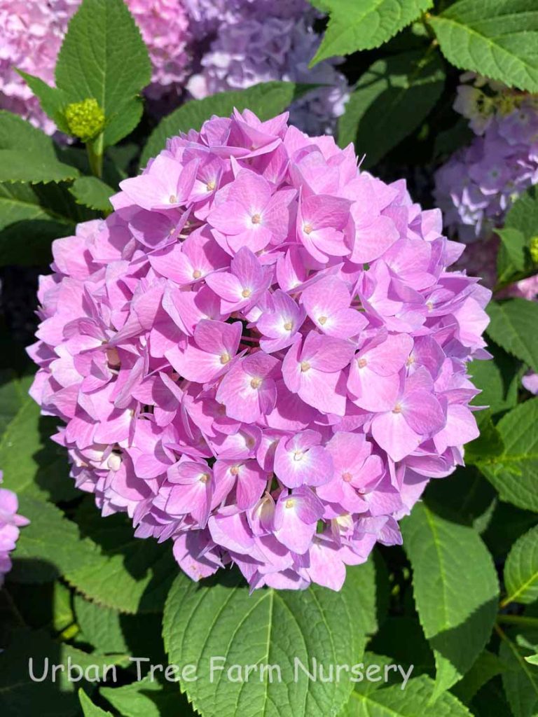 Hydrangea macrophylla 'Endless Summer Bailmer Original' | Urban Tree ...