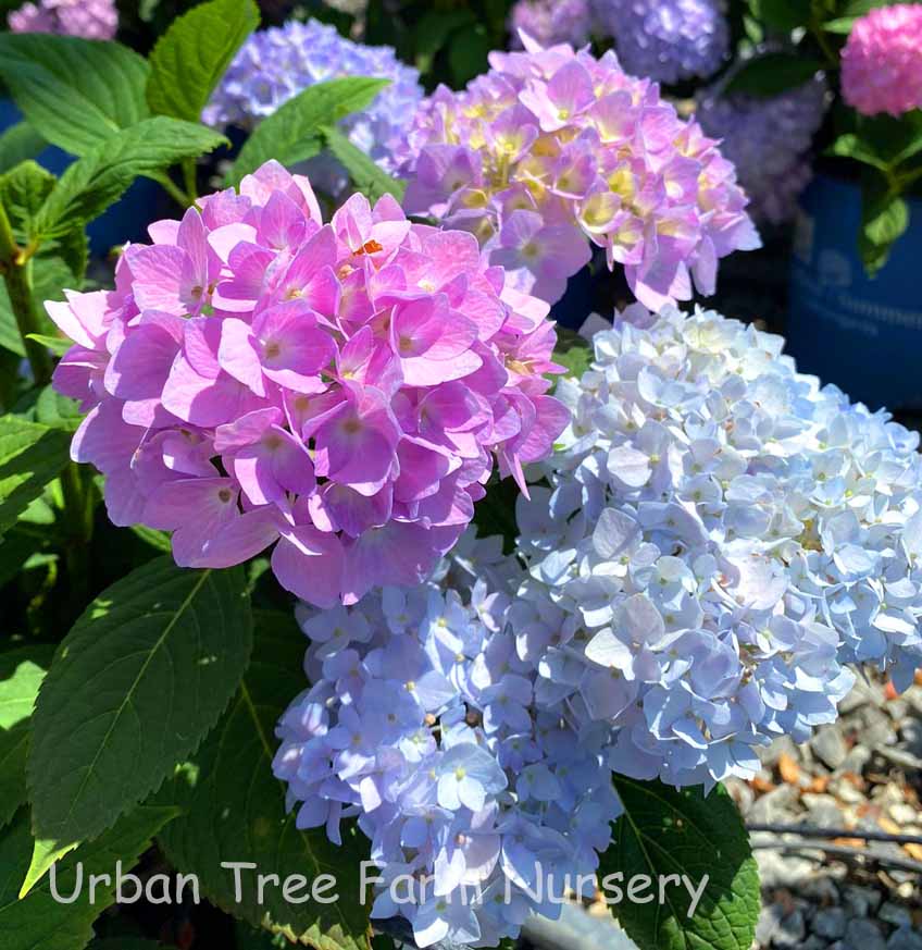 Hydrangea macrophylla 'Endless Summer Bailmer Original' | Urban Tree ...