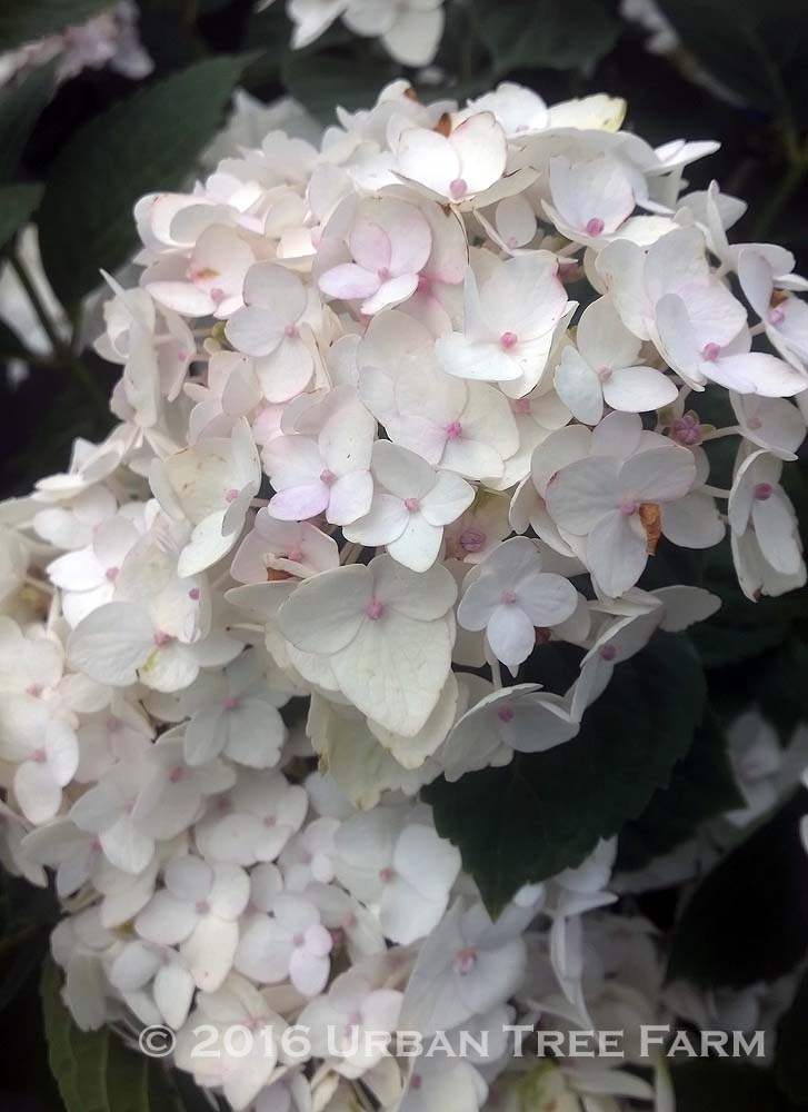 Hydrangea macrophylla 'Endless Summer Blushing Bride' | Urban Tree Farm ...