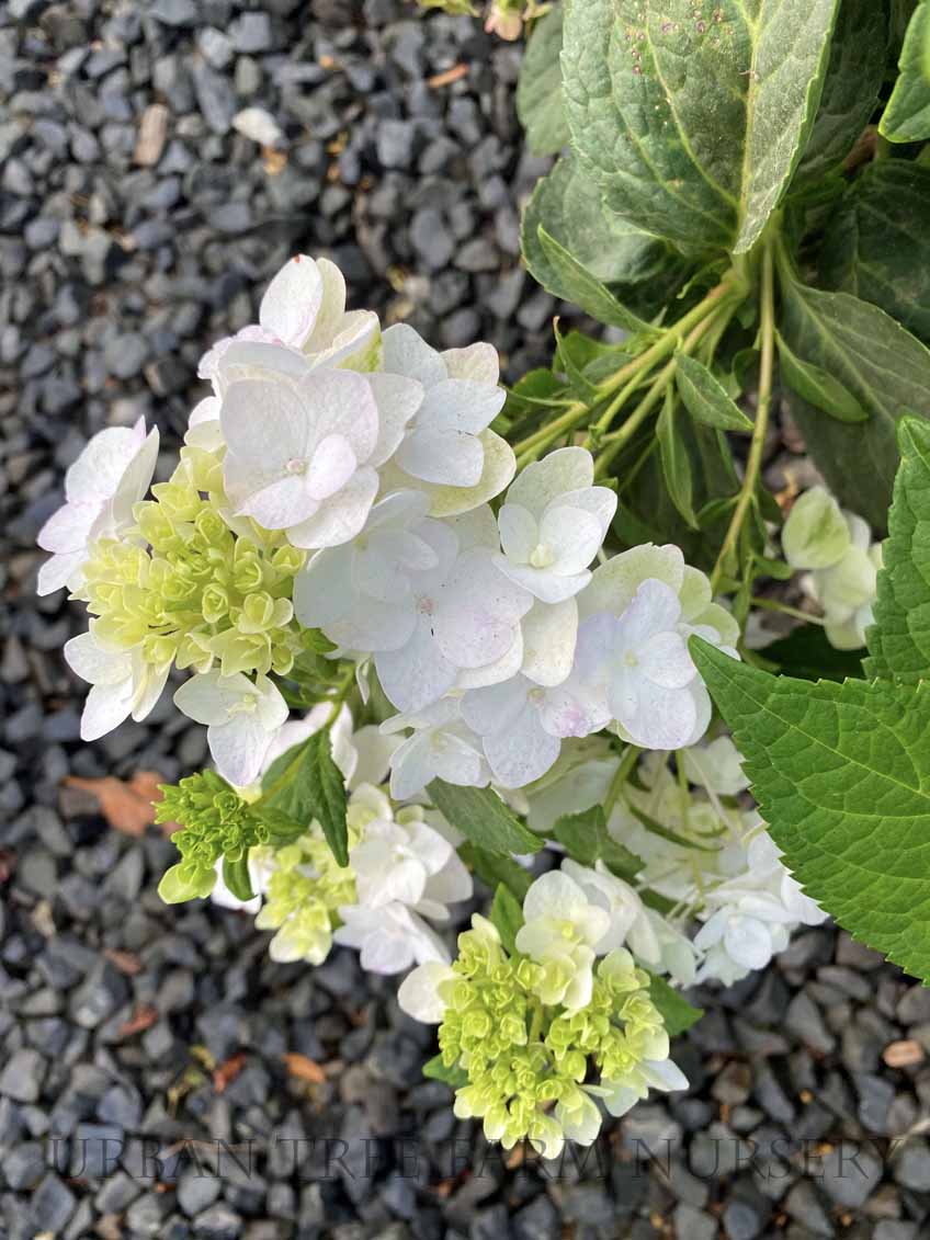 Hydrangea macrophylla 'Endless Summer Blushing Bride' | Urban Tree Farm ...