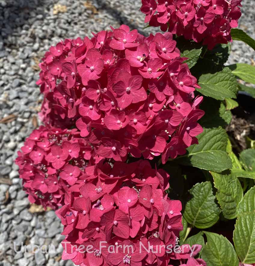 Hydrangea macrophylla 'Endless Summer Crush' | Urban Tree Farm Nursery