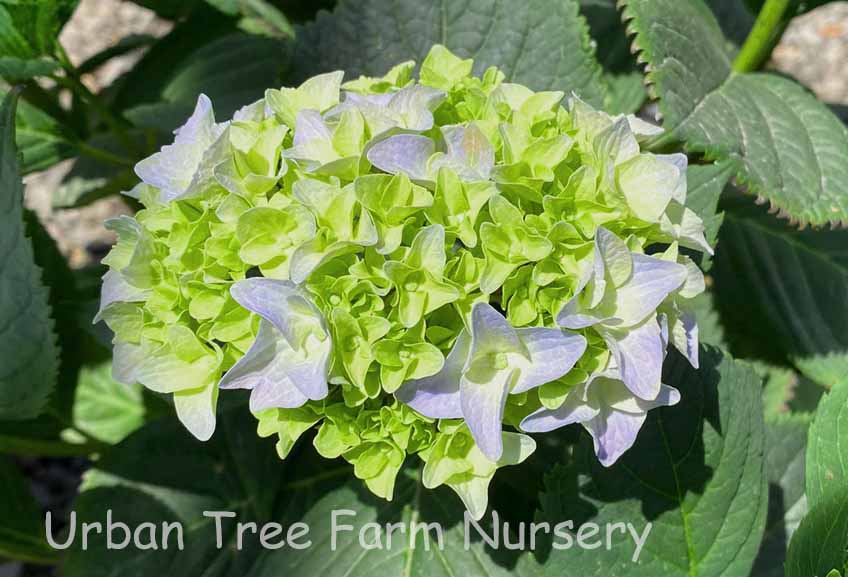 Hydrangea macrophylla 'Enziandom' | Urban Tree Farm Nursery