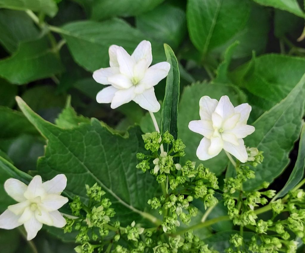 Hydrangea macrophylla 'Fuji Waterfall' | Urban Tree Farm Nursery