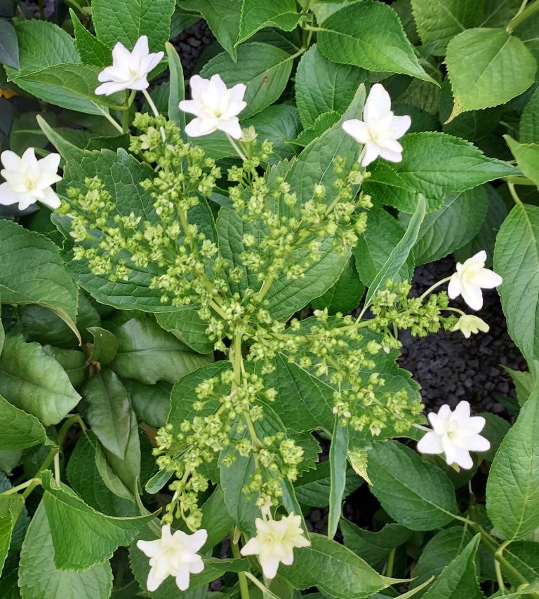 Hydrangea macrophylla 'Fuji Waterfall' | Urban Tree Farm Nursery
