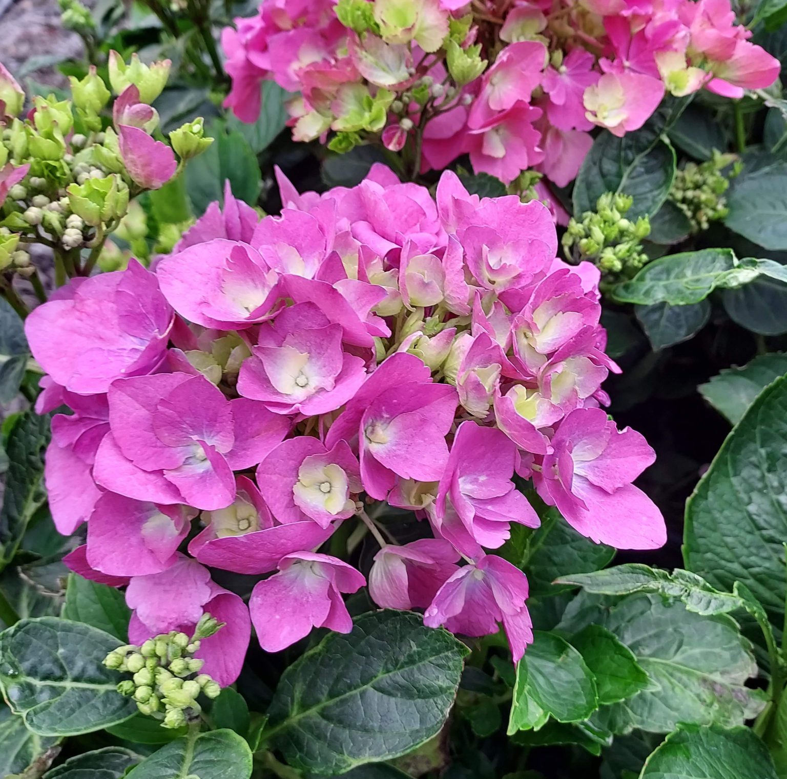 Hydrangea macrophylla 'LA Dreamin' | Urban Tree Farm Nursery