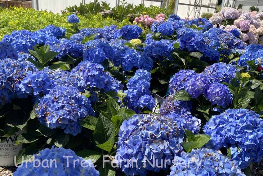 Hydrangea macrophylla 'Let's Dance Blue Jangles' | Urban Tree Farm Nursery