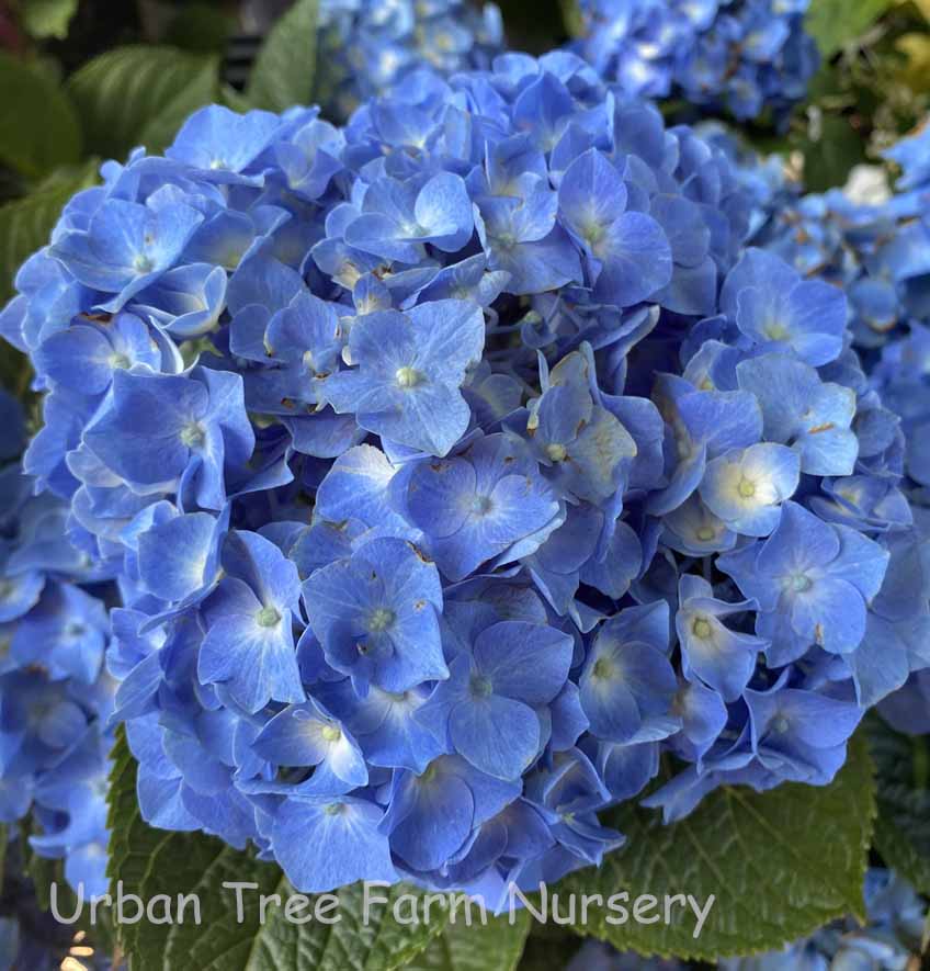 Hydrangea macrophylla 'Let's Dance Blue Jangles' | Urban Tree Farm Nursery