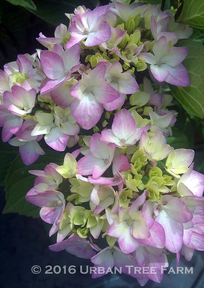 Hydrangea macrophylla 'Nigra' | Urban Tree Farm Nursery