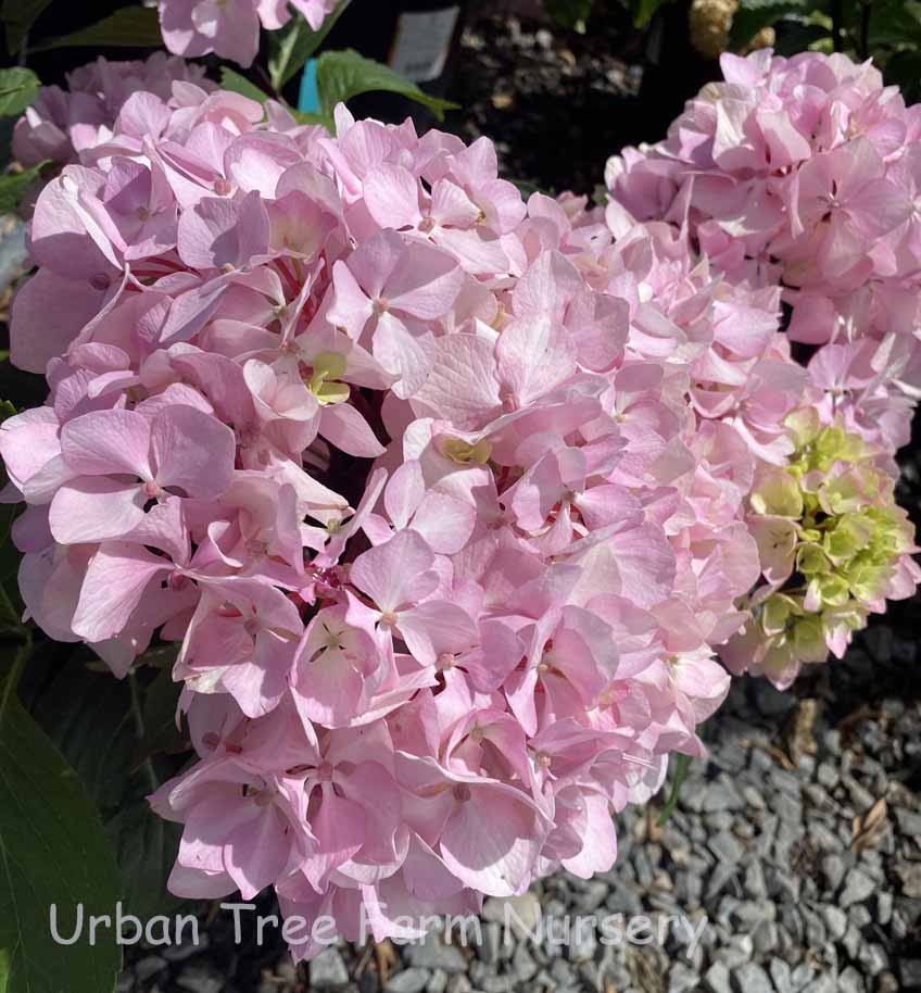 Hydrangea macrophylla 'Nigra' | Urban Tree Farm Nursery