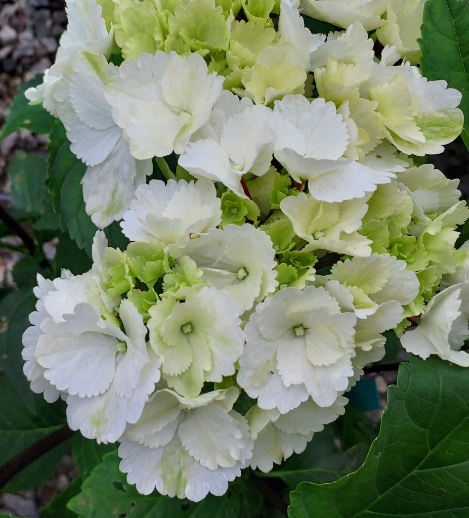 Hydrangea macrophylla 'Onyx Zebra' | Urban Tree Farm Nursery
