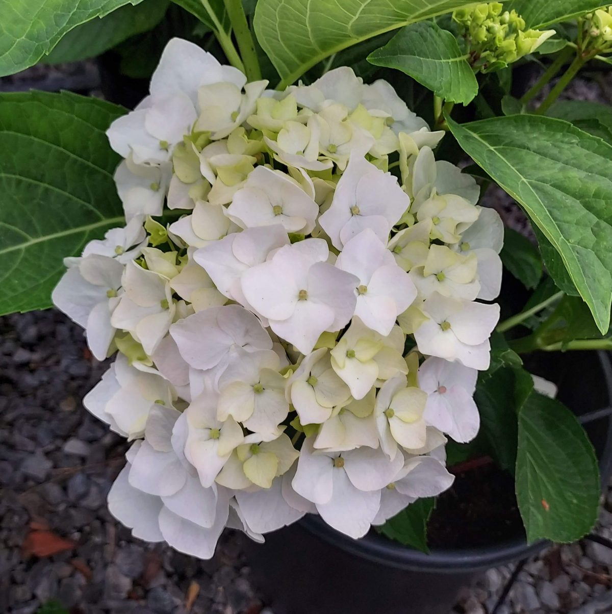Hydrangea macrophylla 'Regula' | Urban Tree Farm Nursery