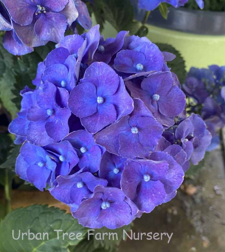 Hydrangea macrophylla 'Royal Purple' | Urban Tree Farm Nursery