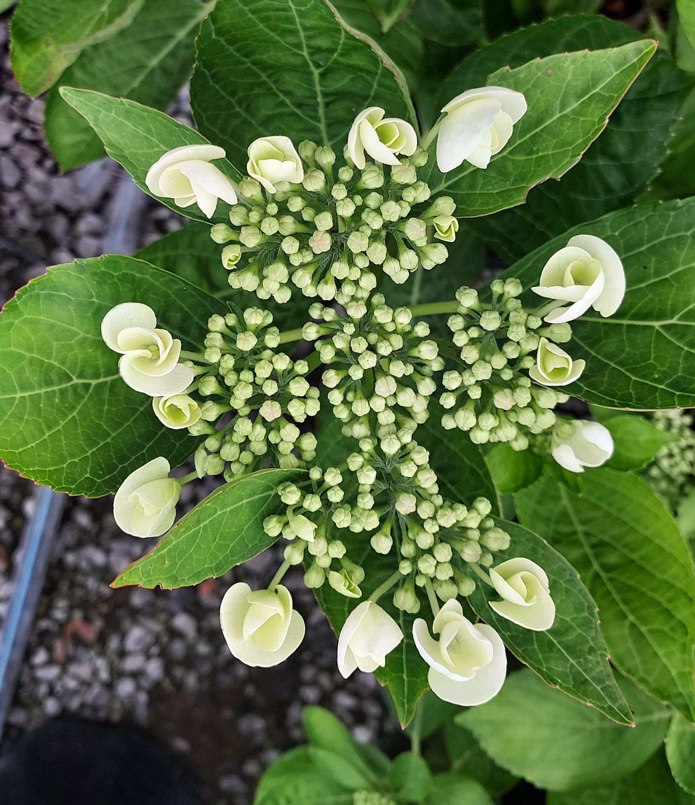 Hydrangea macrophylla 'Teller Snow' | Urban Tree Farm Nursery