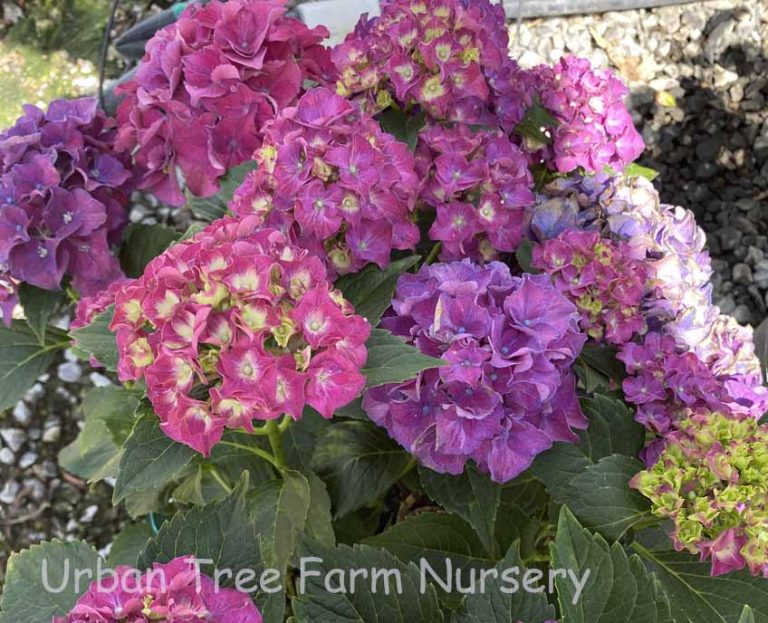 Hydrangea macrophylla 'Wee Bit Grumpy' | Urban Tree Farm Nursery