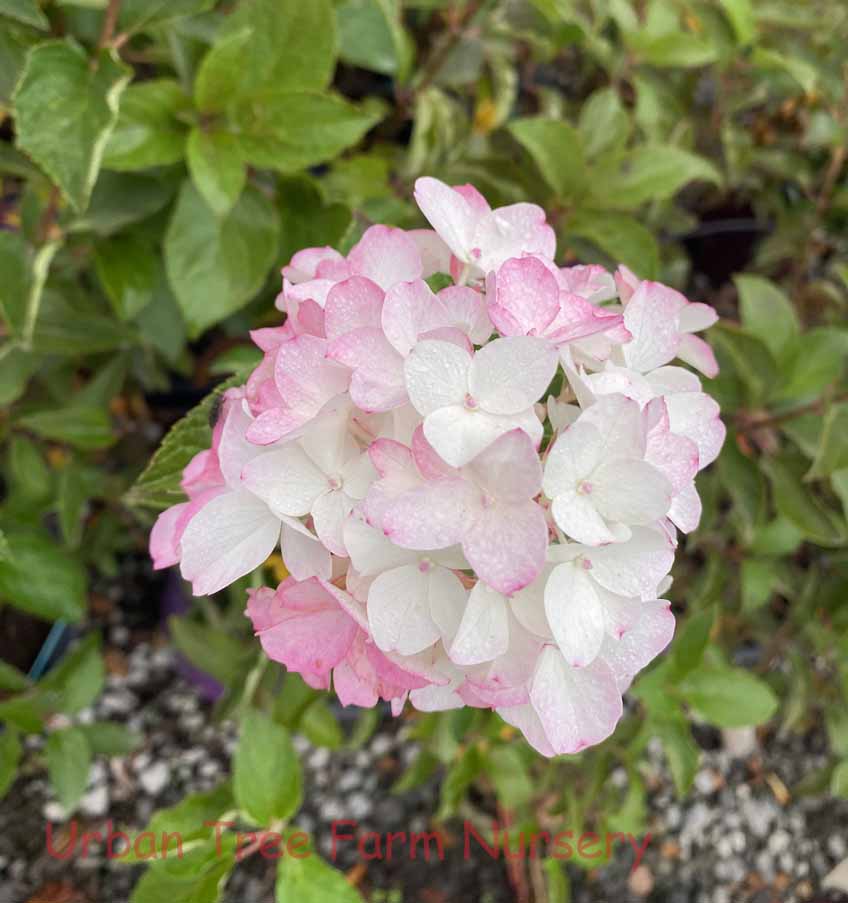 Hydrangea paniculata 'Berry White' | Urban Tree Farm Nursery