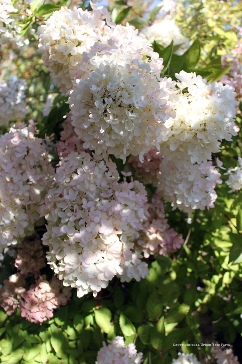 Hydrangea Paniculata Grandiflora Tree Full Sun | Woodleigh Nursery