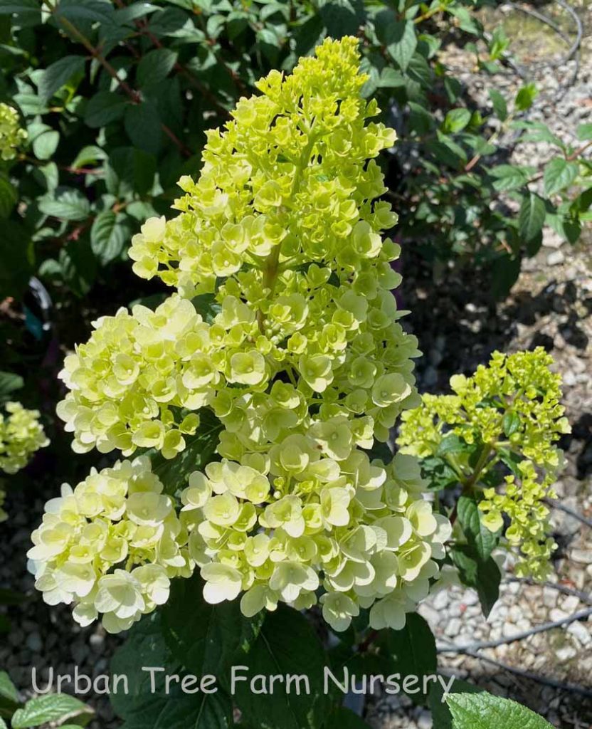Hydrangea paniculata 'Strawberry Sundae' | Urban Tree Farm Nursery