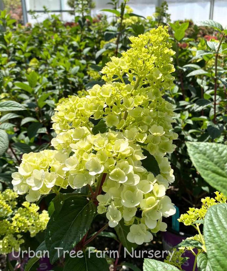 Hydrangea paniculata 'Strawberry Sundae' | Urban Tree Farm Nursery