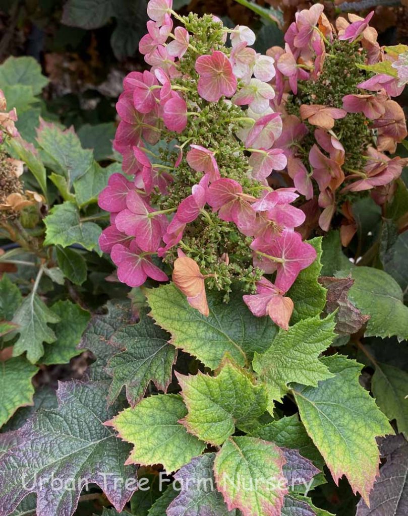 Hydrangea quercifolia 'Ruby Slippers' | Urban Tree Farm Nursery