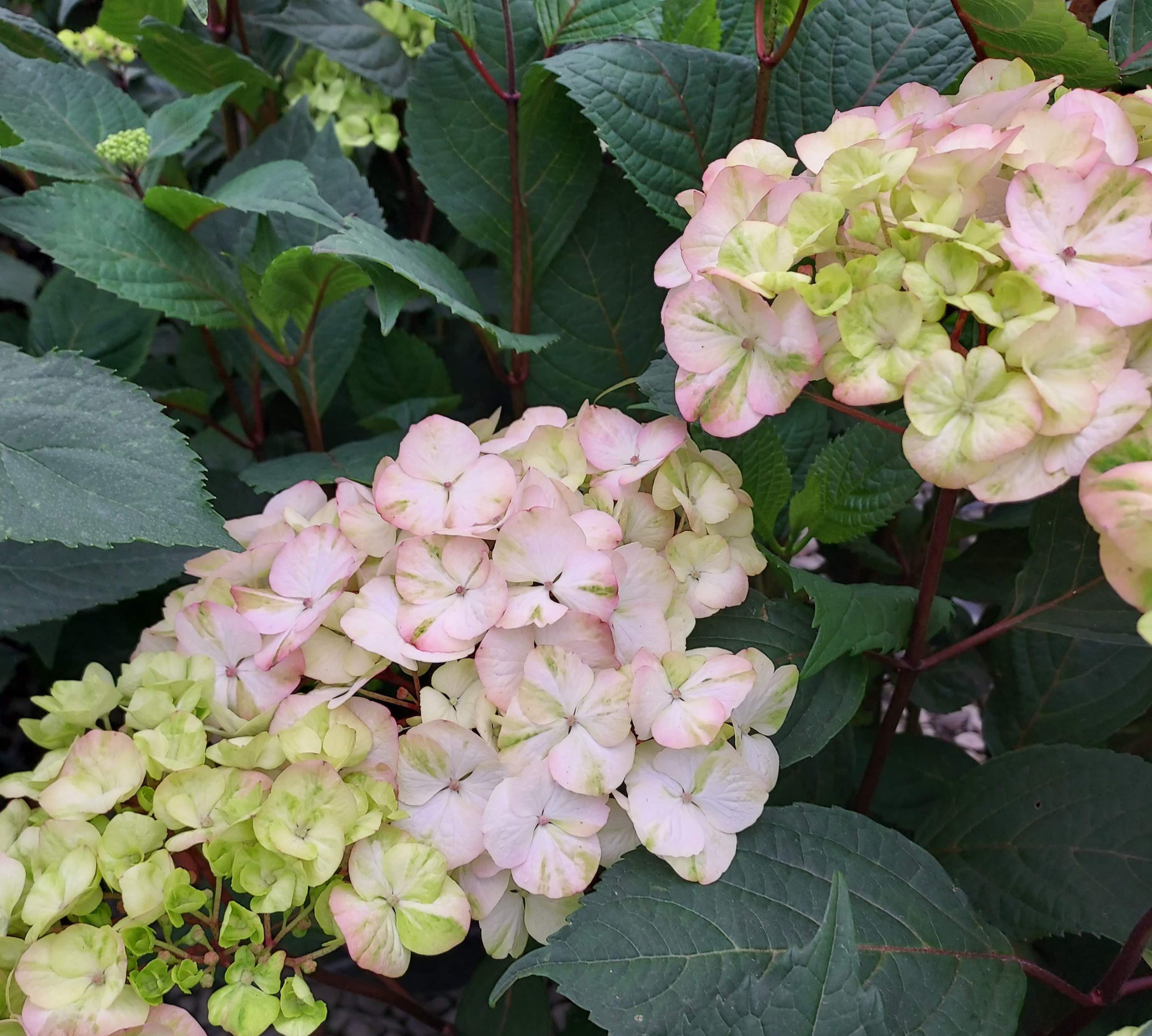 Hydrangea serrata 'Preziosa' | Urban Tree Farm Nursery