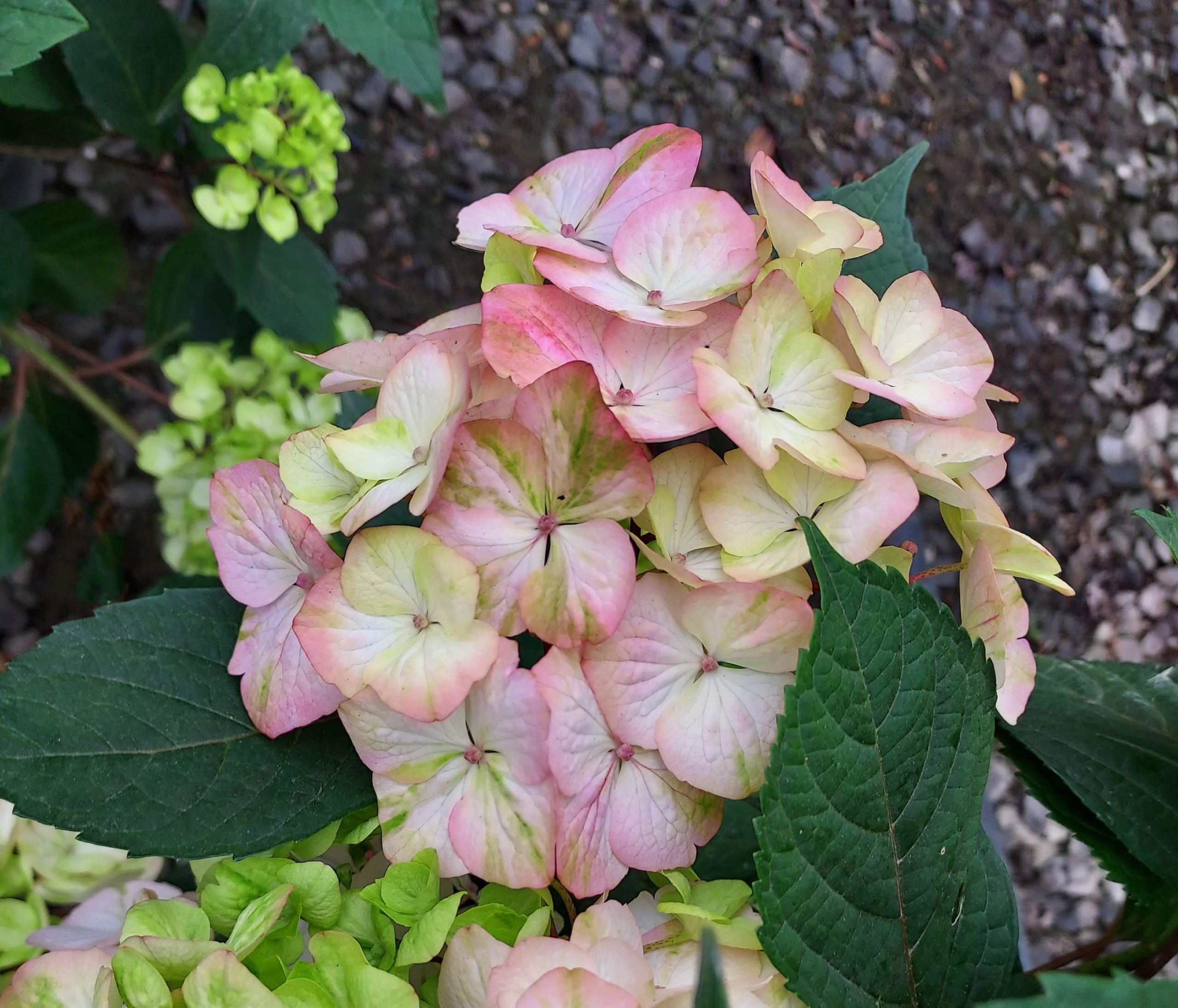 Hydrangea serrata 'Preziosa' | Urban Tree Farm Nursery
