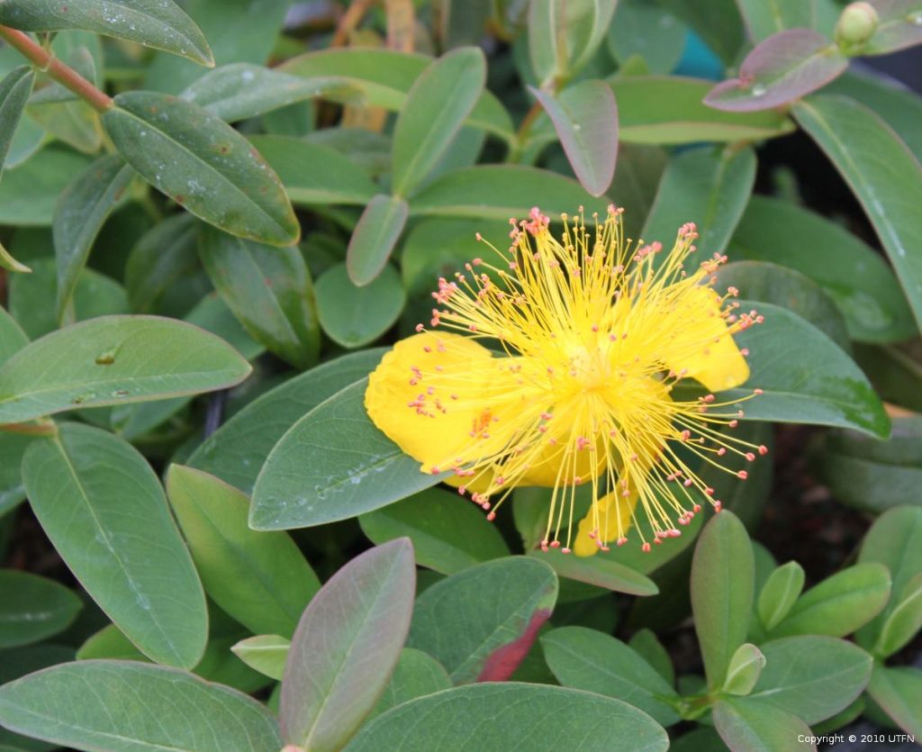 Hypericum calycinum | Urban Tree Farm Nursery