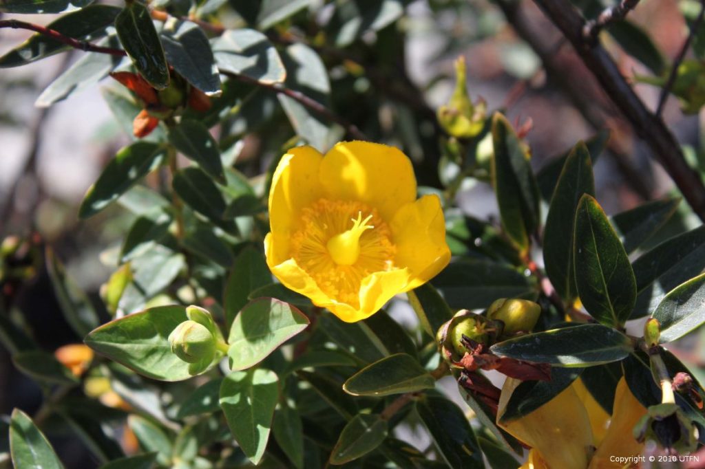 Hypericum moserianum | Urban Tree Farm Nursery