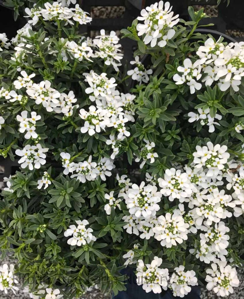 Iberis sempervirens 'Snow Cone' | Urban Tree Farm Nursery