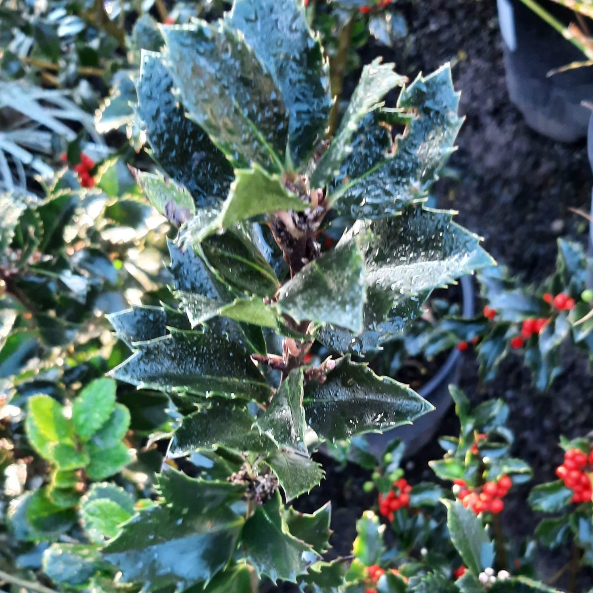 Ilex x meserveae 'Blue Girl' | Urban Tree Farm Nursery