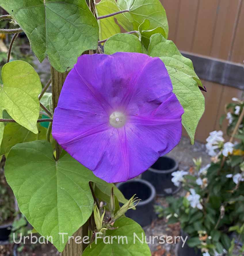 Ipomoea