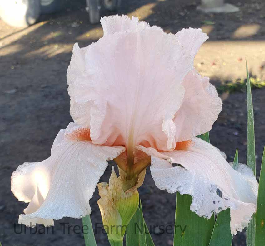 Iris Bearded - 'October Splendor' | Urban Tree Farm Nursery
