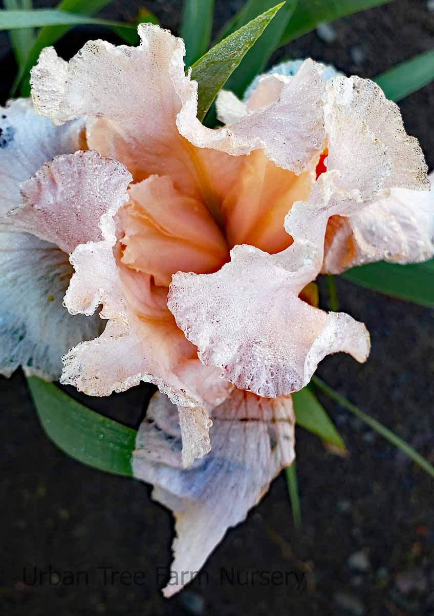 Iris Bearded - 'October Splendor' | Urban Tree Farm Nursery