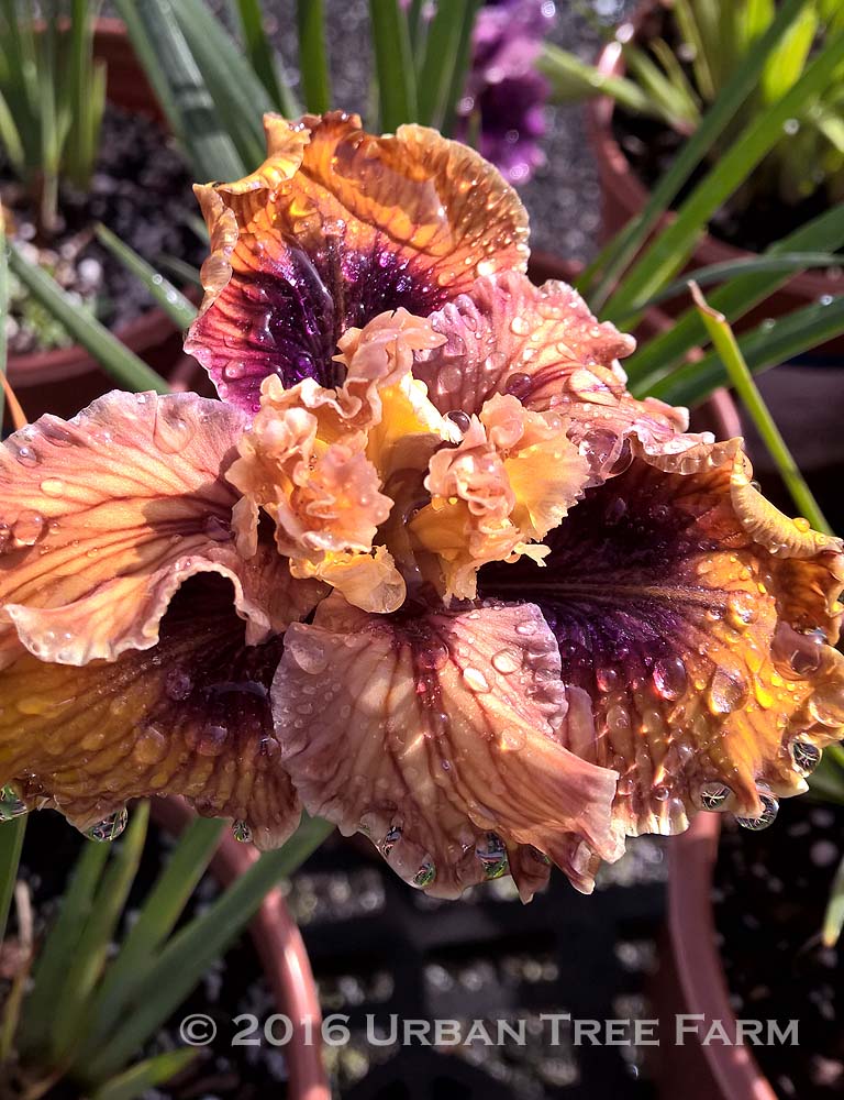 Iris PCH 'Bubble Wrap' | Urban Tree Farm Nursery