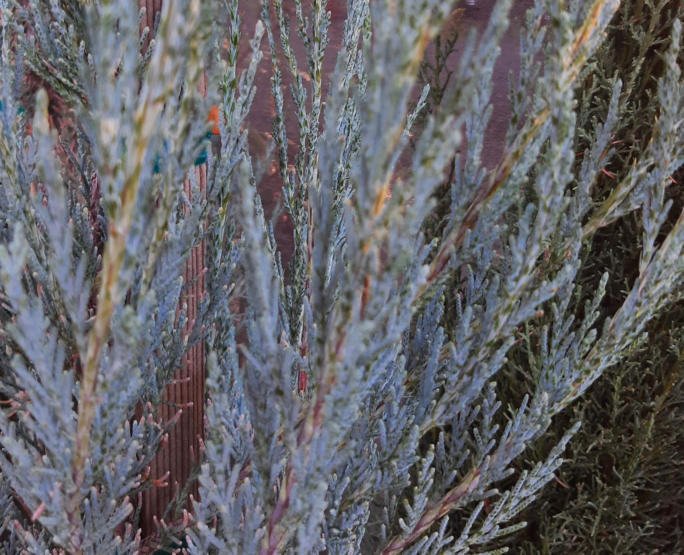 Juncus inflexus 'Blue Arrow' | Urban Tree Farm Nursery