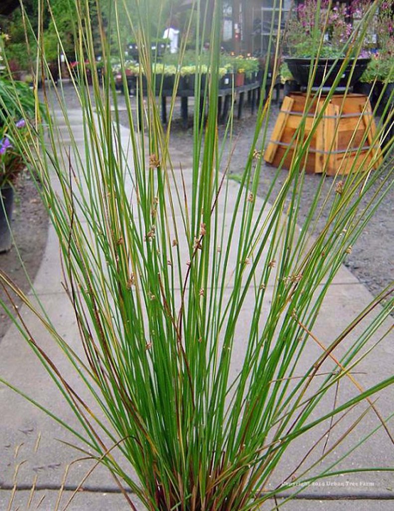 Juncus effusus 'Gold Strike' | Urban Tree Farm Nursery